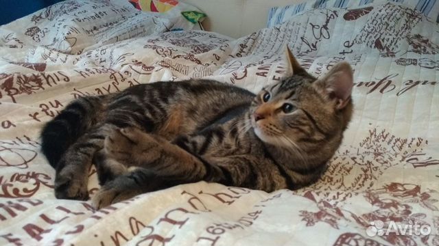 Юный котик-потеряшка ищет новый дом