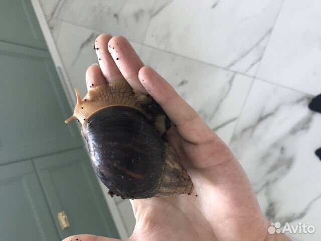 Улитки Ахатины Иммакулята