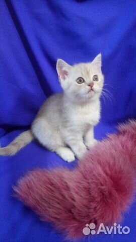 Шотландский котик
