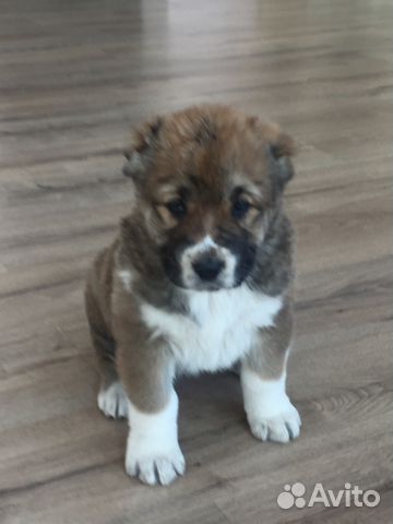 Щенки Алабая, породистые, девочки