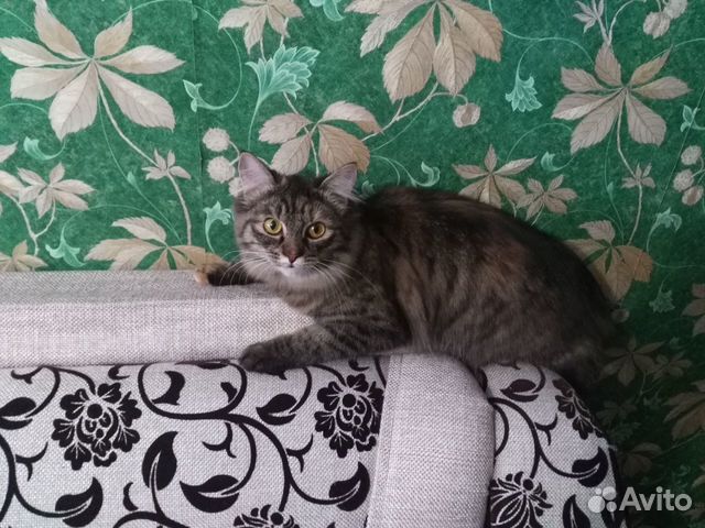 Кошечке нужен кот