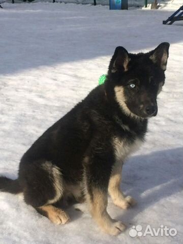 Метис хаски мальчик айс