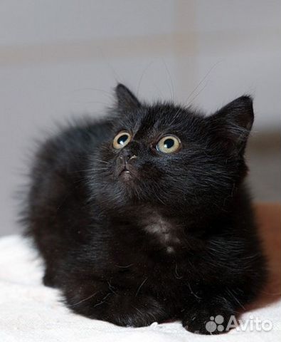 Плюшевые, чёрные котята в хорошие руки