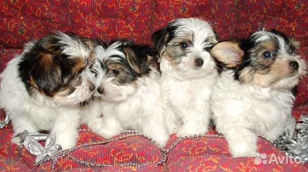 Мальчики и девочки