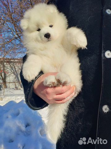 Шикарная девочка медвежонок)