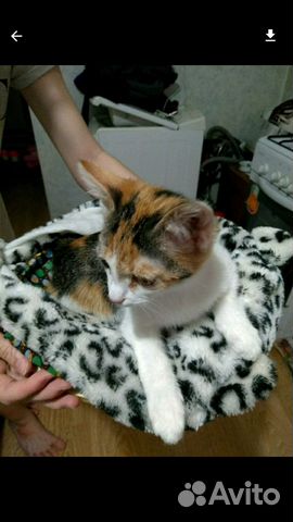 Котенок