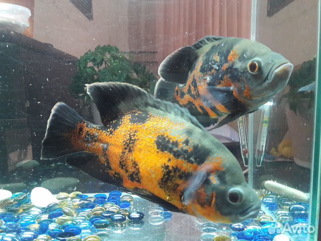 Продаю аквариумных рыб- Астронотусов