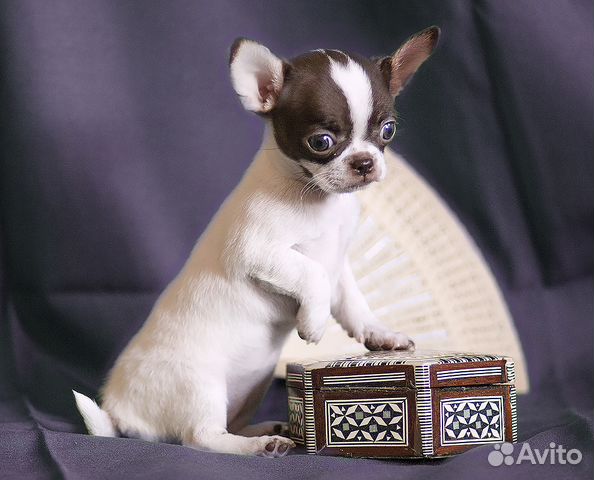 Чихуахуа девочка маленькая лапочка