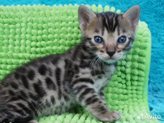 Бенгальские котята