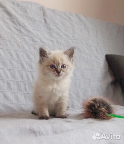 Невские маскарадные котята от Чемпиона Европы