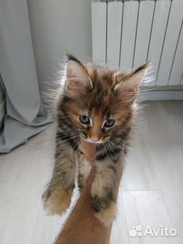 Котенок мейн-кун