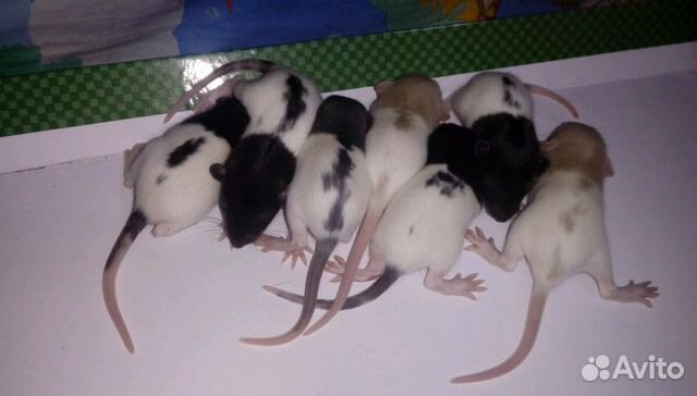 Крысята Дамбо-капюшончики