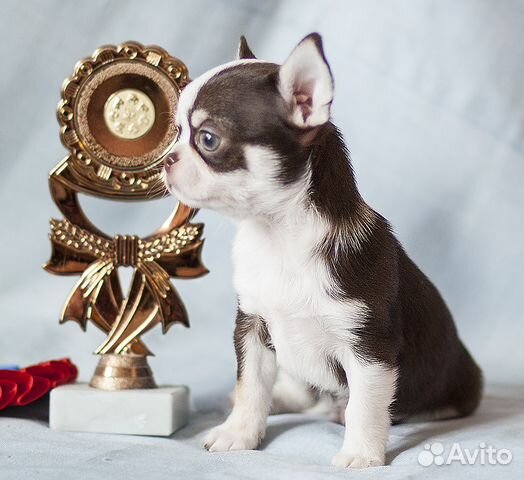 Чихуахуа мальчик шоколадный триколор