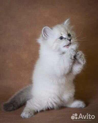 Невская маскарадная