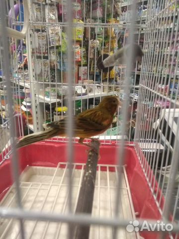 Поющий кенар