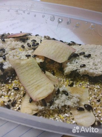 Жук знахарь корм для муравьев