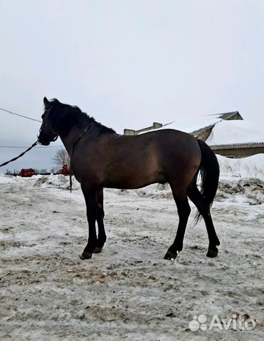 Жеребец 3 года