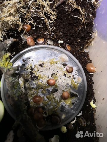 Улитята вентрикозы. Бенины . Овумы