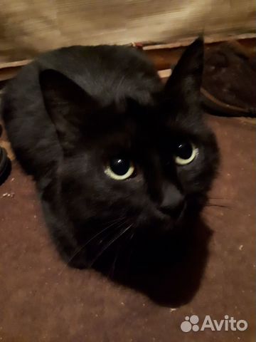 Кошка черная беременная бездомная в дар