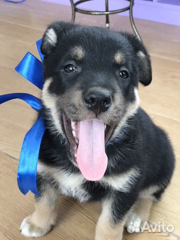 Помесь Лайка с овчаркой