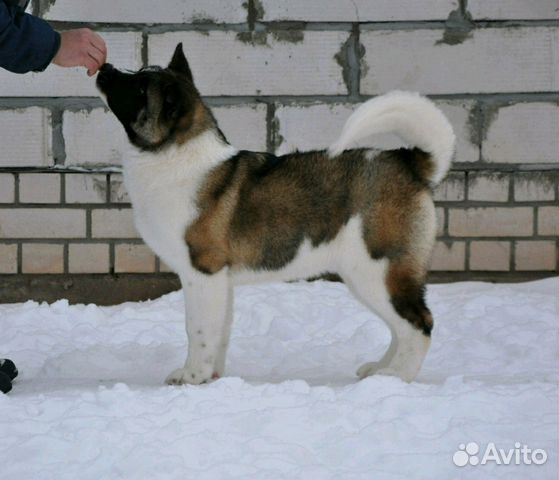 Акита