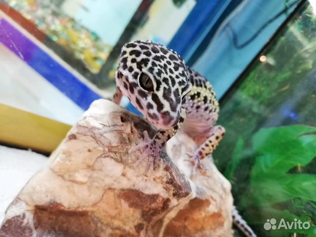 Эублефар (Улыбающийся геккон)