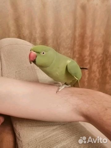 Попугай