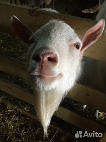 Зааненские козлики