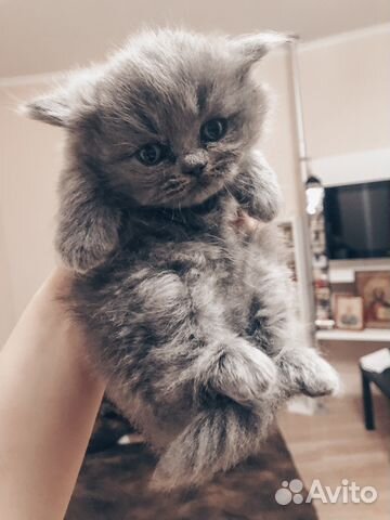 Кот британец