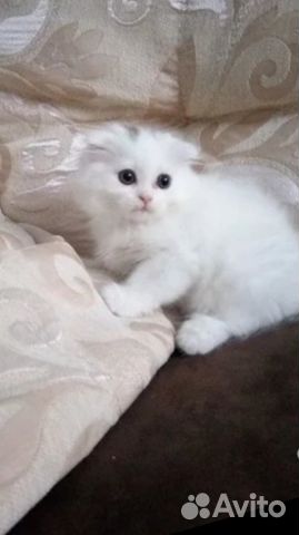 Шотландская кошечка, рожденная 15.01
