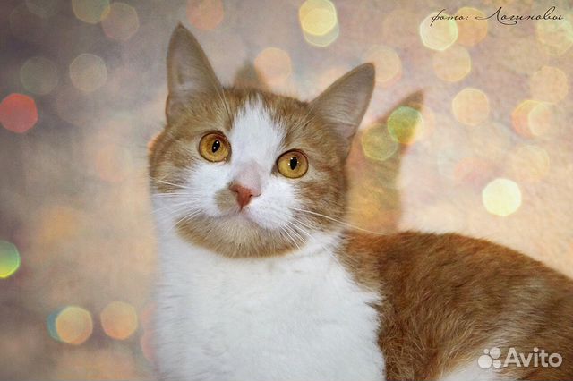 Кошка-красавица Лариса