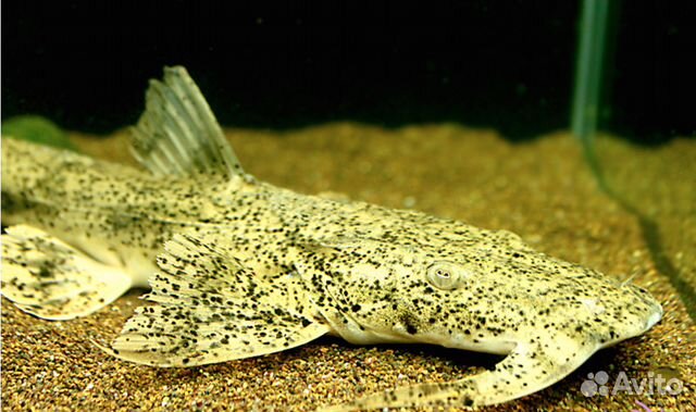 Аквариумная рыба Сом Багарий
