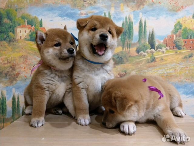 Сиба-ину мини "хатико"