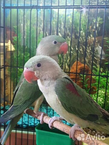 Александрийские попугаи птенцы выкормыши