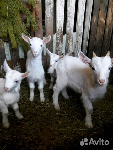 Козлята