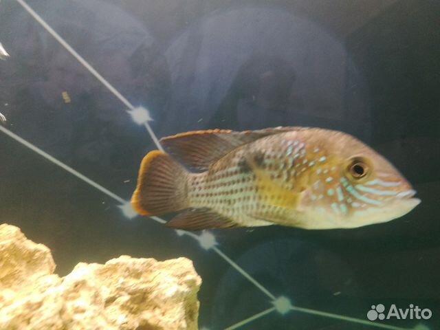 Акара, пара