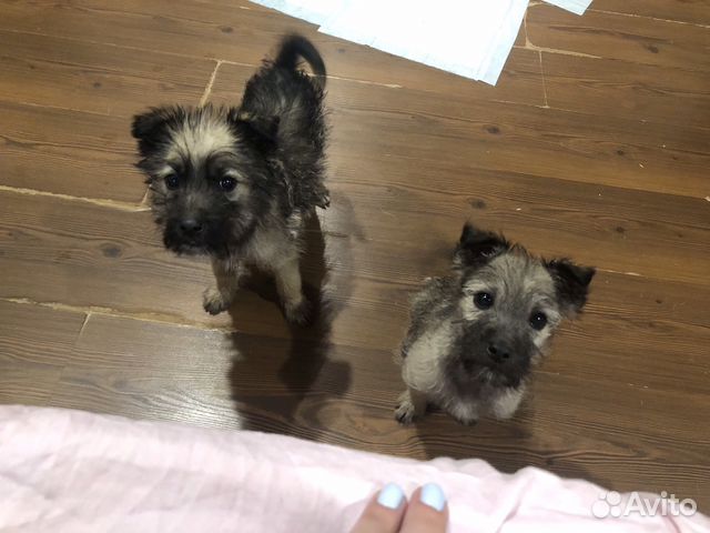 Щенки метисы Миттельшнауцера