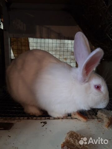 Кролики-мальчики