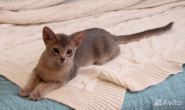 Аби мальчик