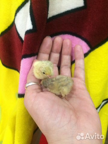 Яйцо китайский расписной перепел