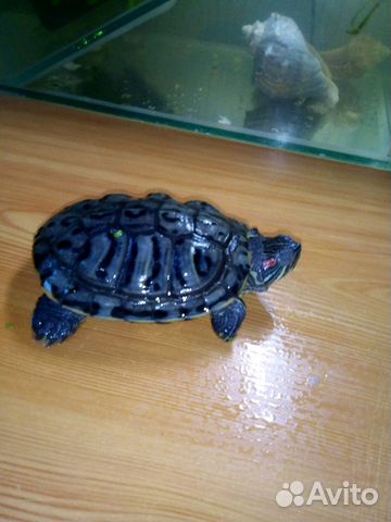 Черепаха красноухая, черепашник