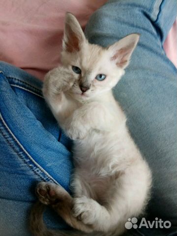 Котенок бурма+ сфинкс