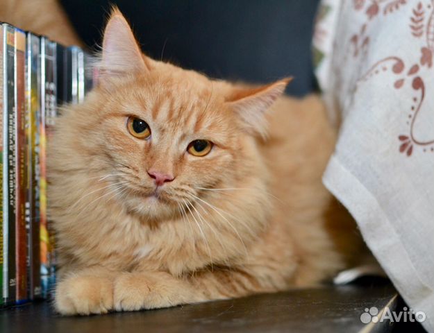 Пушистый красавчик