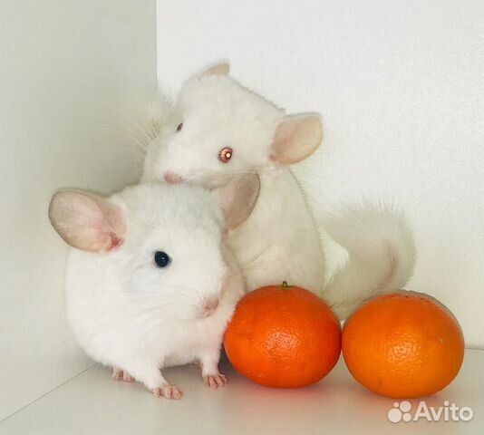Шиншиллы Мальчиши