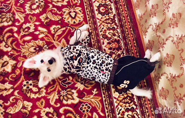 Маленькая собачка, помесь Чихуахуа в добрые руки