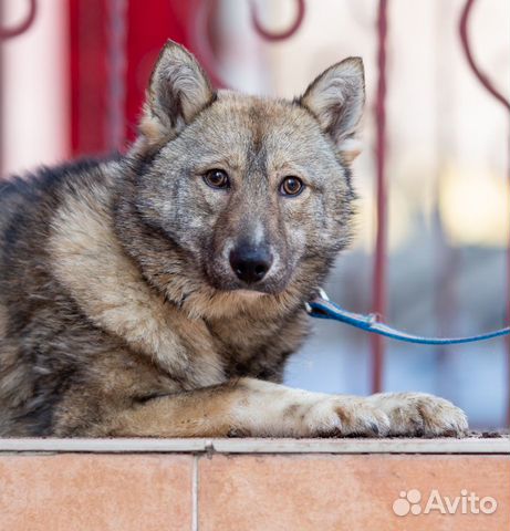 Отдаю даром собаку
