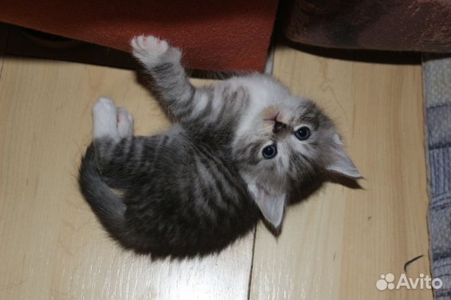 Котята вашей мечты