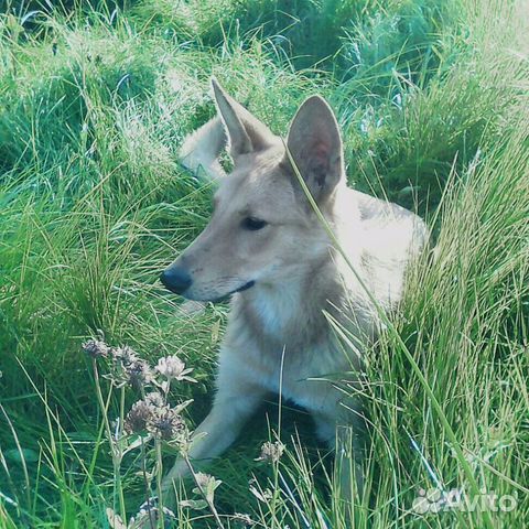 Малыш ищет дом