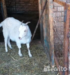 Продам козу породы ламанча