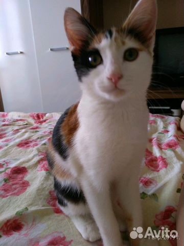 Пристраиваю трёхцветную кошечку 4 месяца